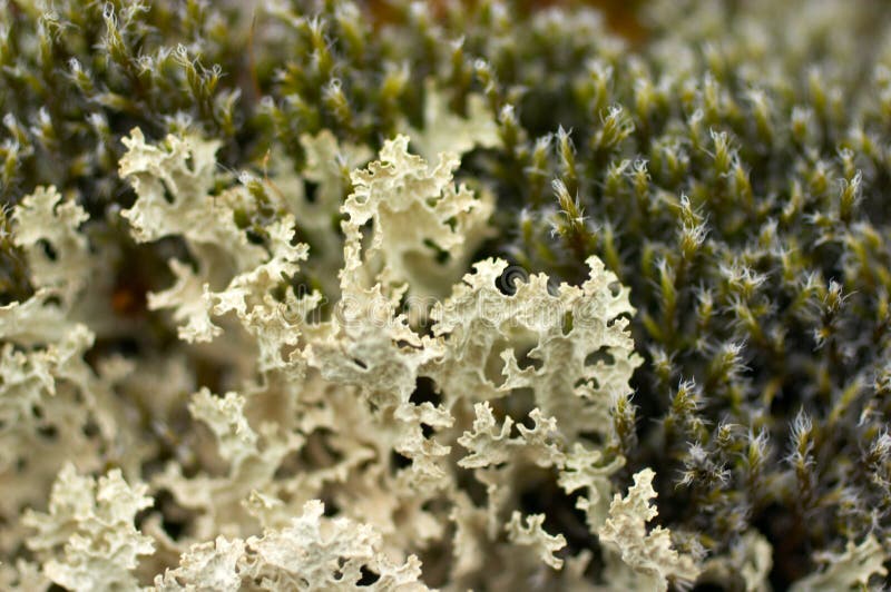 Tundra moss stock image. Image of russia, august, macro - 1201749