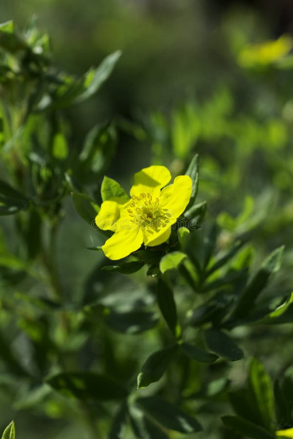 Yellow Tundra Rose Flower stock photo. Image of fruticosa - 123174942