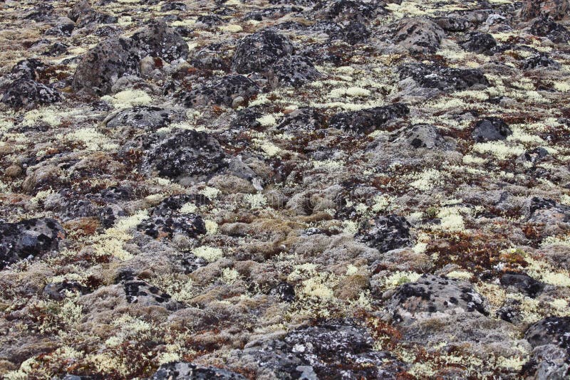 Tundra surface stock photo. Image of ground, sparse, moss - 20749930