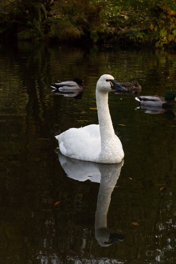 White Tundra Swan stock image. Image of bird, wildlife - 178232531