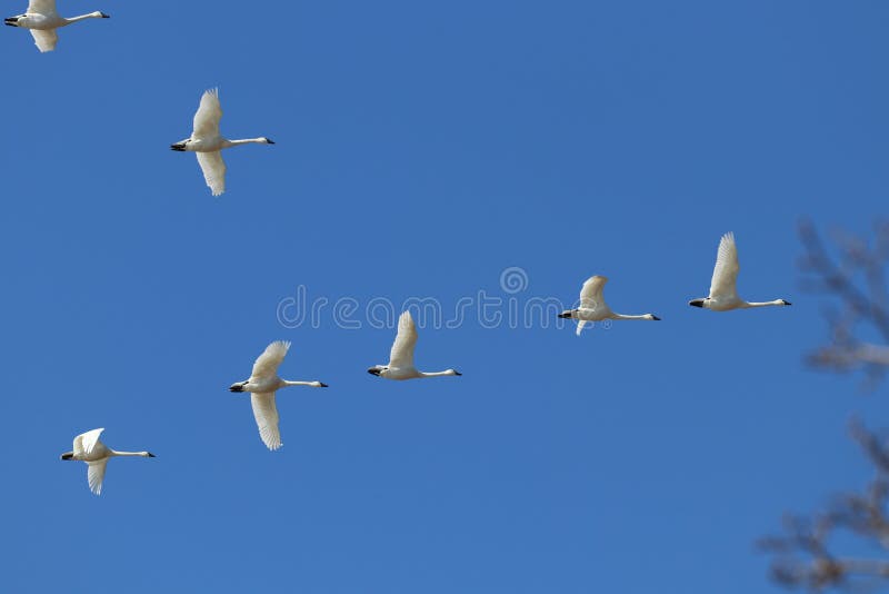 Tundra swans flying stock image. Image of swans, tundra - 143752545