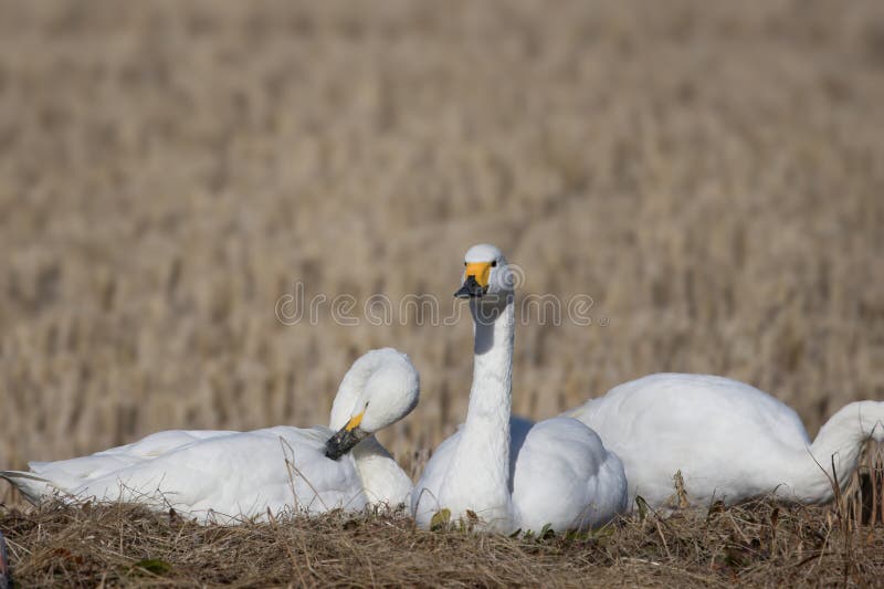 Tundra Swans in the Winter Rice Field Stock Image - Image of group ...