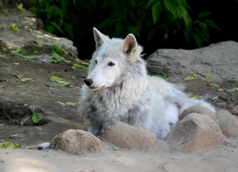Tundra Wolf in the Moscow Zoo. Stock Image - Image of skin, lies: 108044015