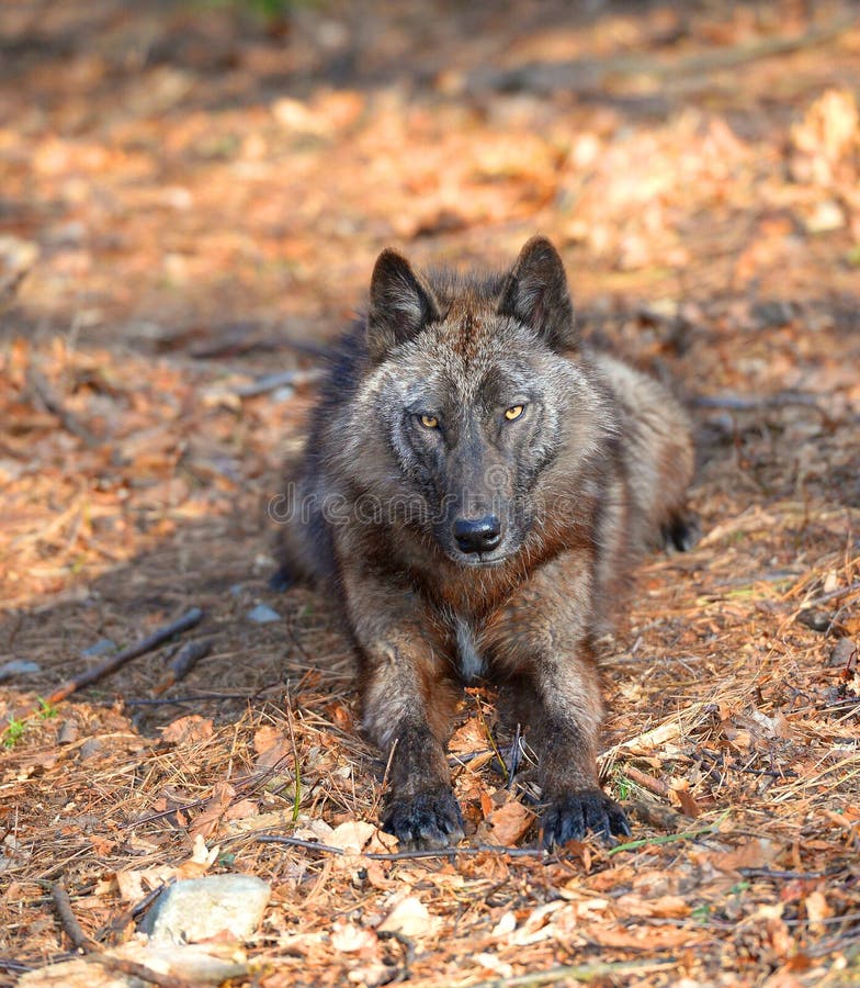 Tundra Wolf in the Wild Canis Lupus Albus Stock Image - Image of ...