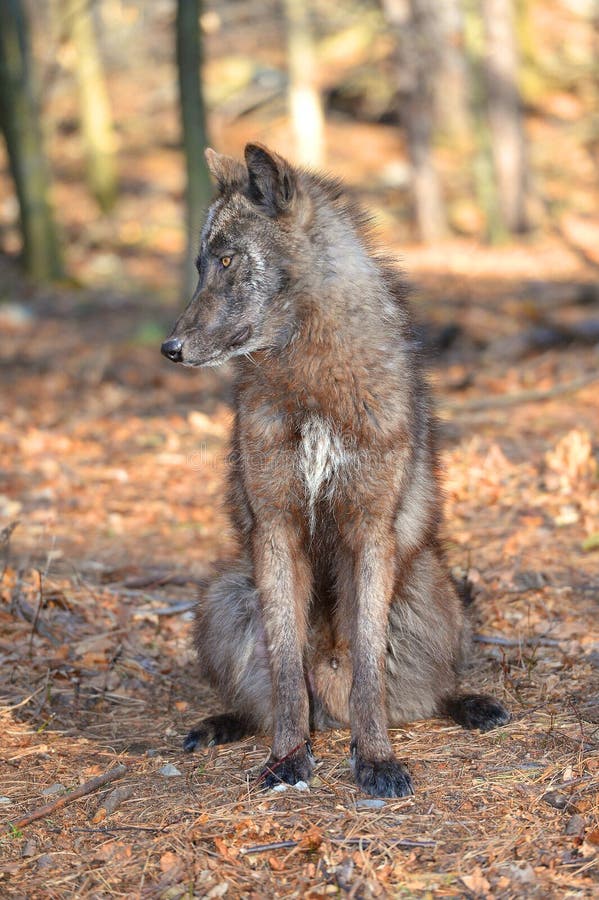 Tundrawolf Canis Lupus Albus, Alias Turukhan-Wolf Im Winter Stockfoto ...