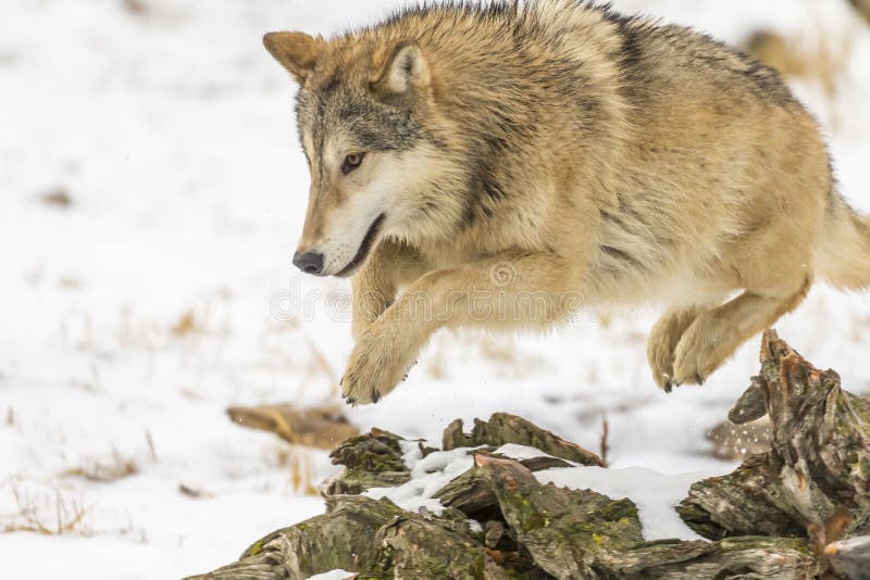 Tundra Wolves stock image. Image of energetic, hairy - 63329447