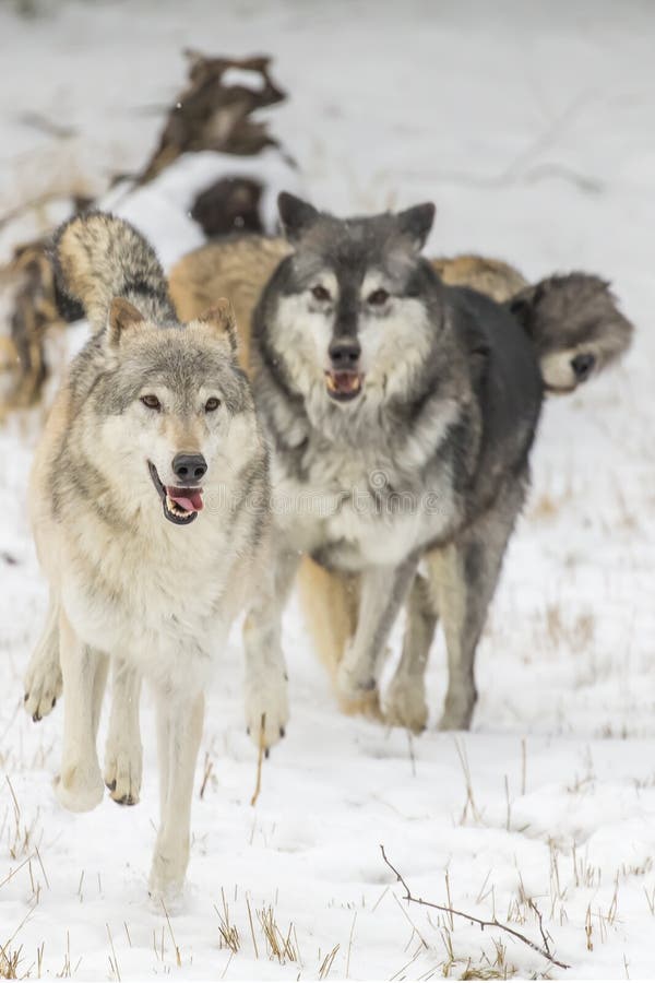 Tundra Wolves stock photo. Image of female, living, canadian - 63329542