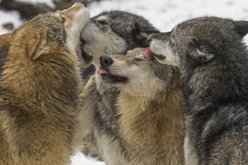 Tundra Wolves stock photo. Image of alpha, communication - 63329504