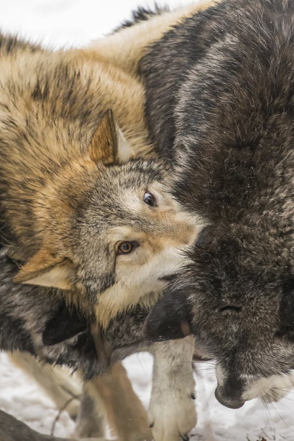 Tundra Wolves stock image. Image of gray, male, beast - 63330085