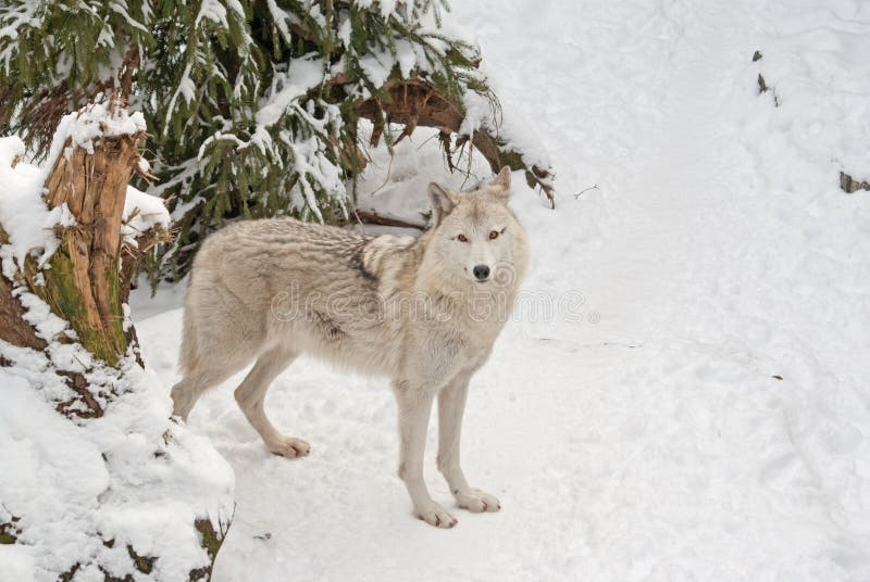 Tundrawolf Canis Lupus Albus, Alias Turukhan-Wolf Im Winter Stockfoto ...