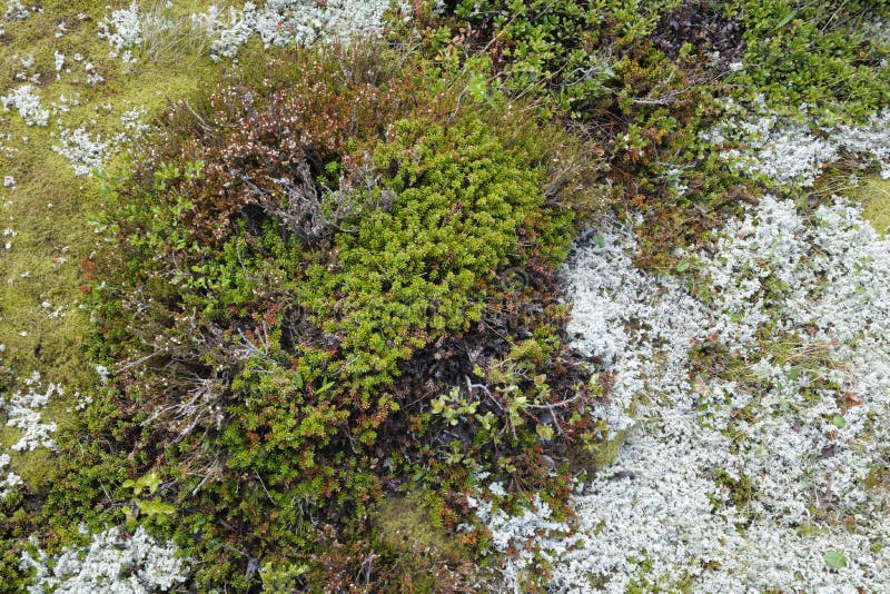 Tundrowa Roślinność Na Wyspie Anzersky Zdjęcie Stock - Obraz złożonej z ...