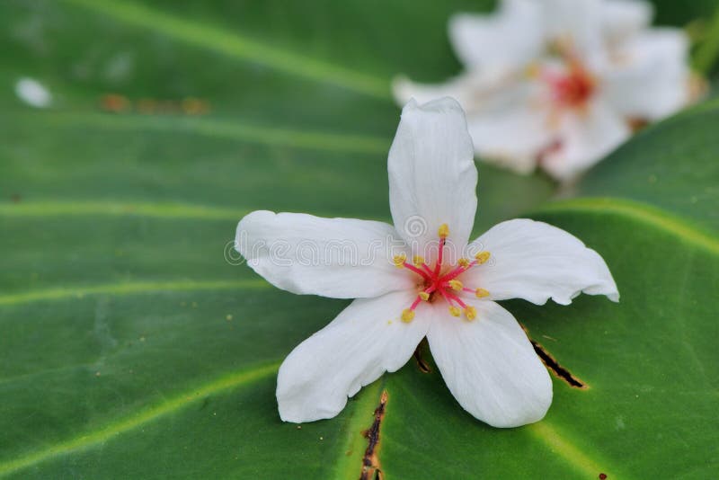 Tung blossom on the ground stock image. Image of bloomnvernicia - 118063585
