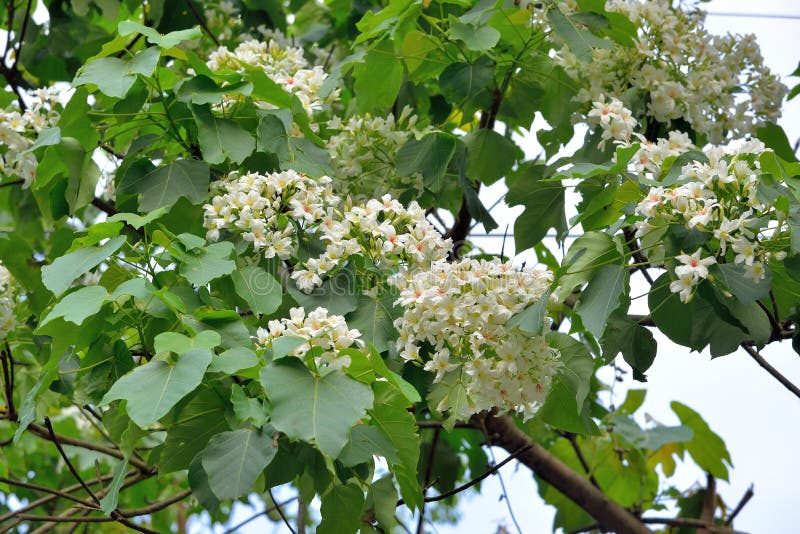 238 Tung Oil Tree Stock Photos - Free & Royalty-Free Stock Photos from ...