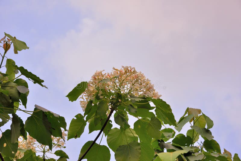 238 Tung Oil Tree Stock Photos - Free & Royalty-Free Stock Photos from ...