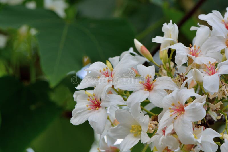 238 Tung Oil Tree Stock Photos - Free & Royalty-Free Stock Photos from ...