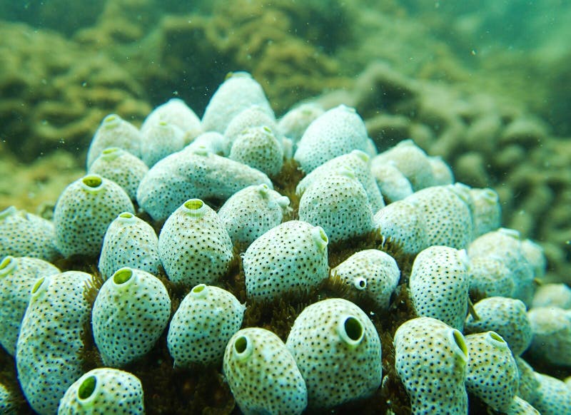 Tunicate stock image. Image of water, green, closed, marine - 63405911