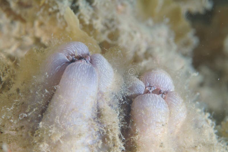 Tunicate stock photo. Image of brown, invertebrate, animal - 60221606