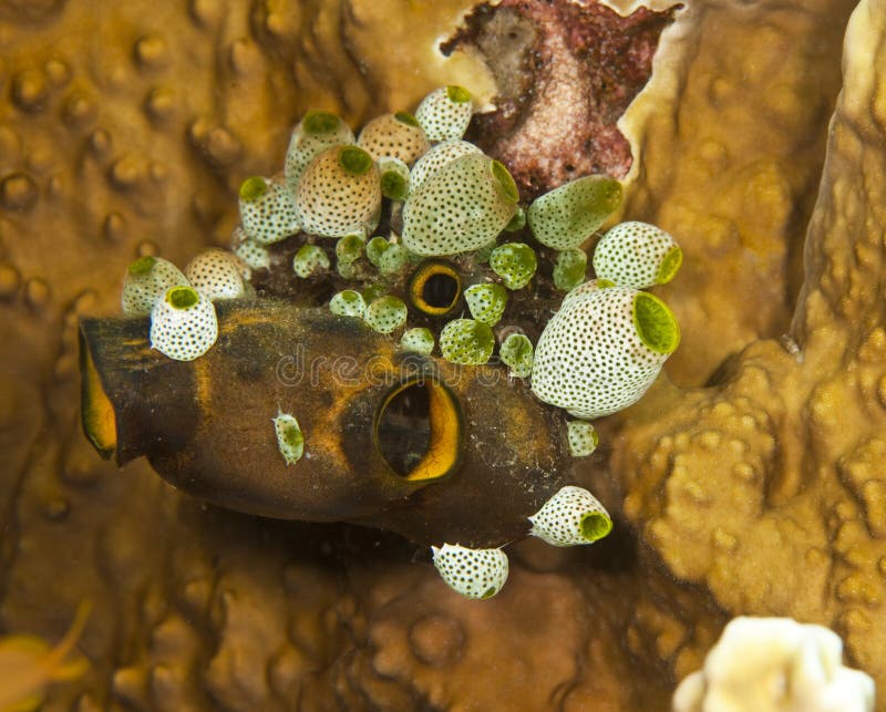 Tunicates feeding stock photo. Image of pacific, underwater - 10488730