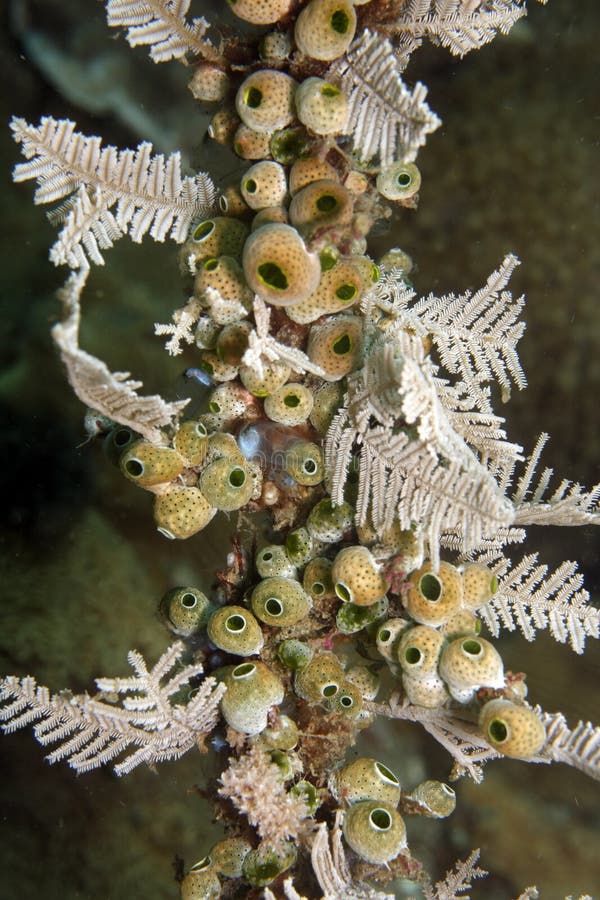 Tunicates stock image. Image of bali, tunicates, feeding - 10398209