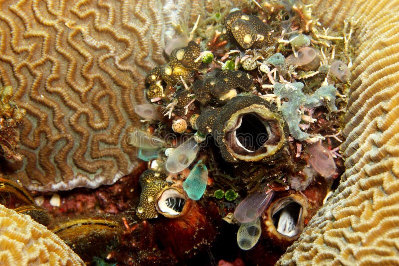 Tunicates stock image. Image of bali, tunicates, feeding - 10398209