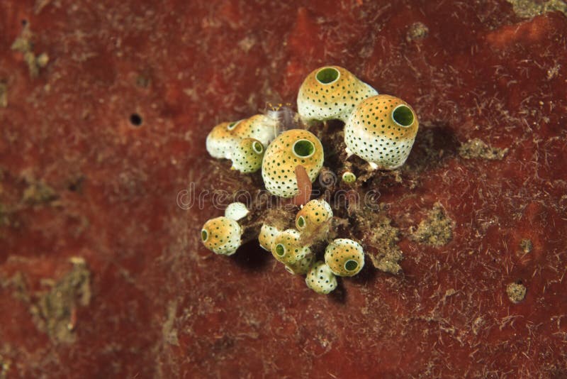 Tunicates stock photo. Image of ocean, nature, feeders - 12001032