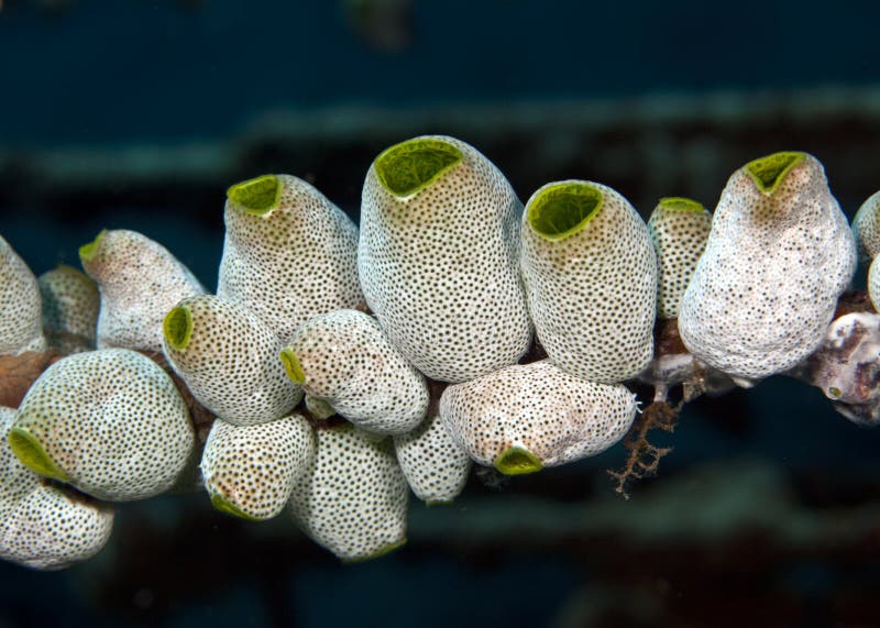 Tunicates stock photo. Image of animals, straits, community - 11118660