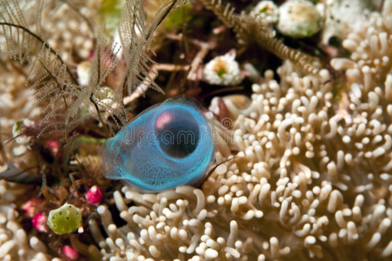 Tunicates stock photo. Image of ascidian, indonesia, reef - 12277526