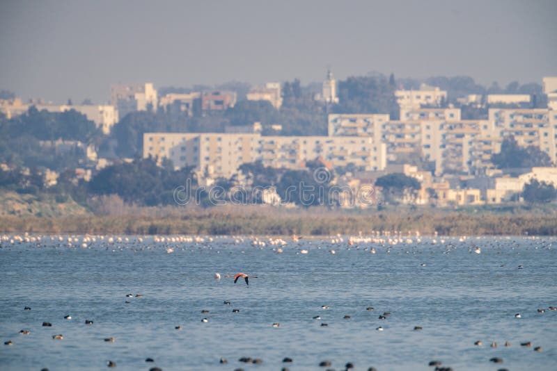 Sijoumi Sebkha Stock Photos - Free & Royalty-Free Stock Photos from ...