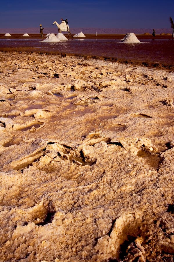 Chott El Jerid stock photo. Image of wrinkles, salt, horizon - 13462898