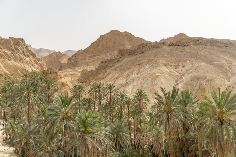 Tunisia Oasis stock photo. Image of desert, palms, palm - 55823778
