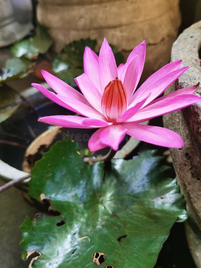 Tunjung Flower, Fresh, Beauty, and Wonderfull Stock Image - Image of ...