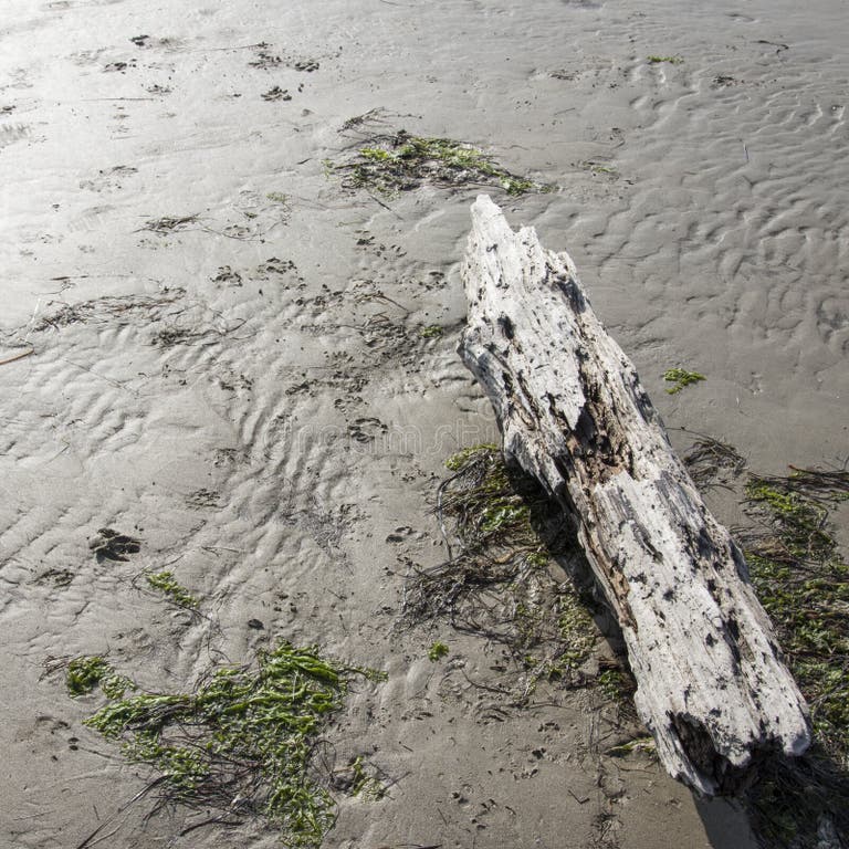 Tunk on the beach stock photo. Image of dragged, stranded - 87015996
