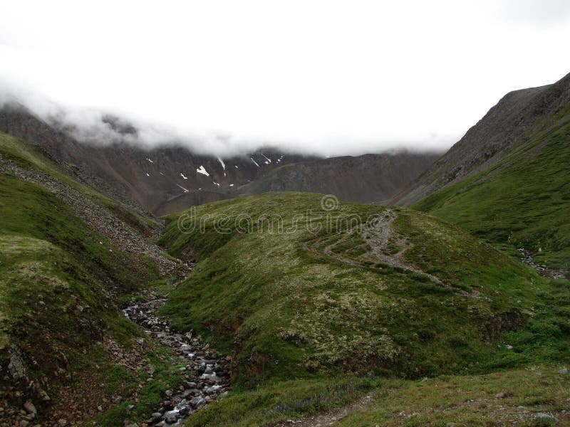 Log over a gully stock image. Image of green, vegatation - 51093903