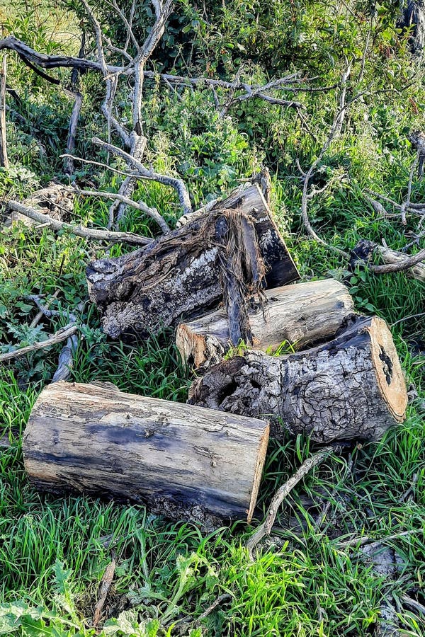 Tunks of wood stock image. Image of wilderness, wood - 215587049