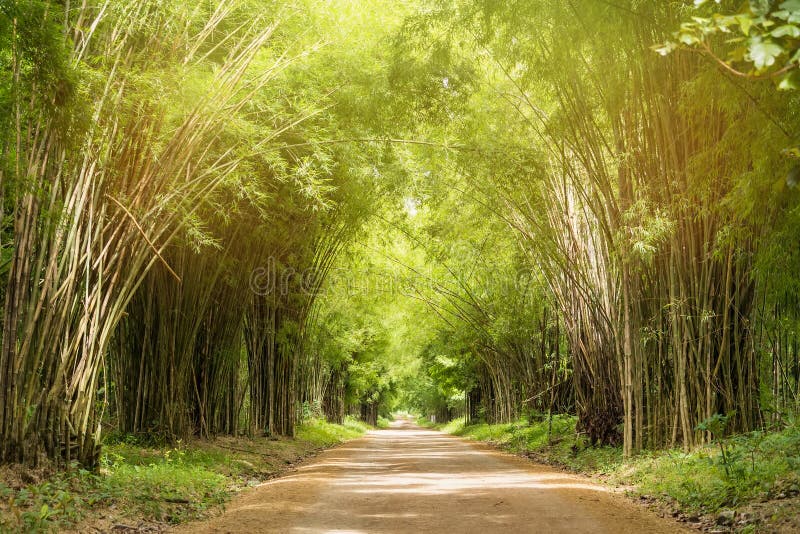Tunnel Bamboo Trees and Walkway Stock Photo - Image of asian, lush ...
