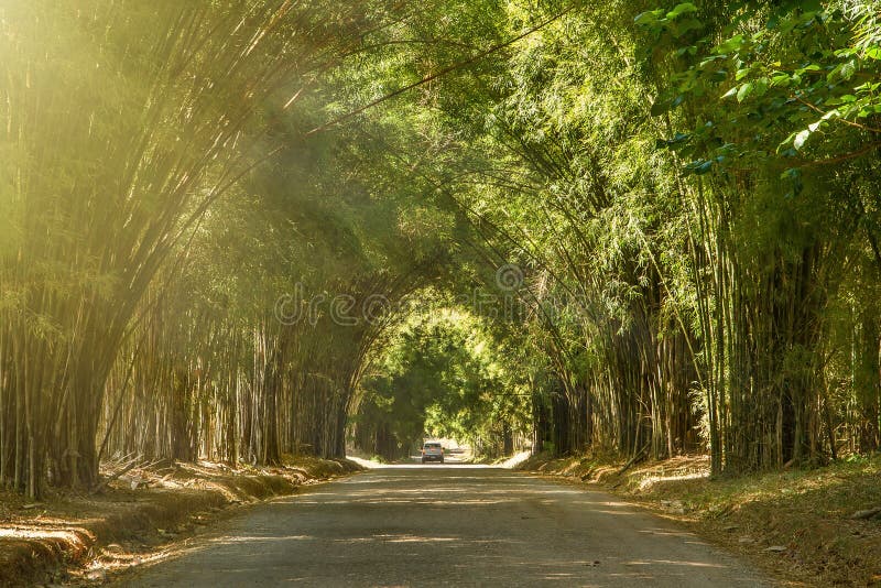 Tunnel Bamboo Trees and Walkway Stock Image - Image of architecture ...