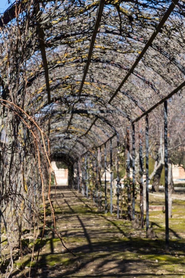 169 Entangled Vines Stock Photos - Free & Royalty-Free Stock Photos ...