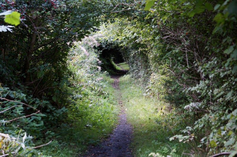 Tunnel of bush stock photo. Image of tunnel, path, bush - 49859066