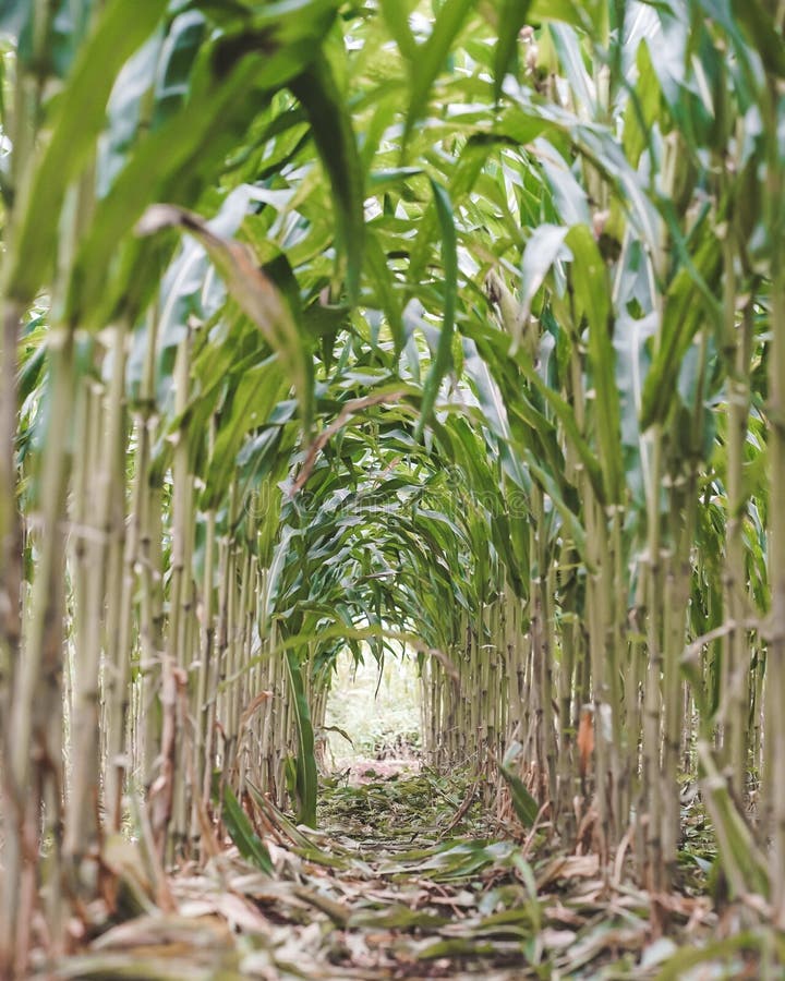 Tunnel of corn stock photo. Image of grass, corn, tunnel - 319477250