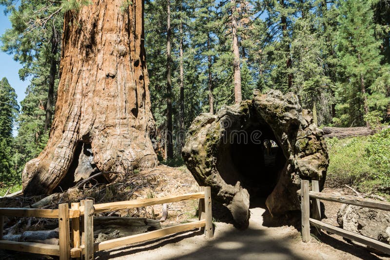 Tunnel through a Fallen Sequoia Tree Stock Photo - Image of natural ...