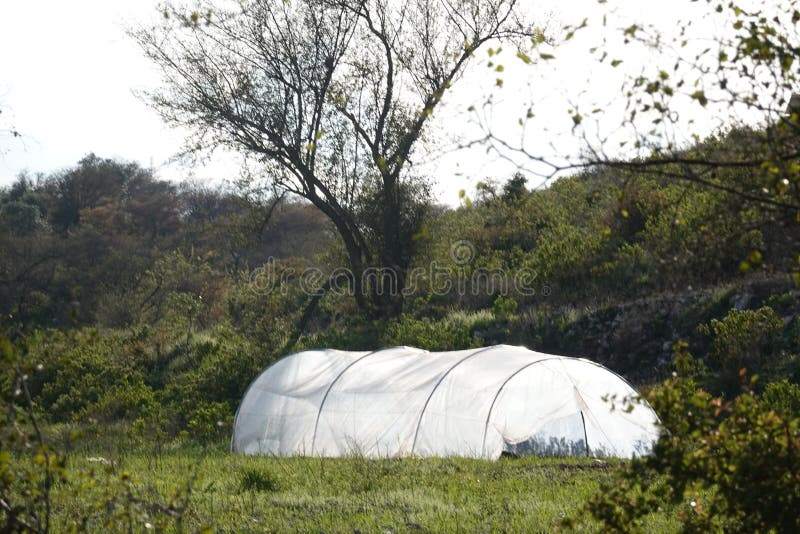 Tunnel farming in a farm stock image. Image of grass - 183015637