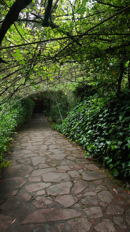 Tunnel Formed by Trees with Green Leaves Stock Image - Image of garden ...