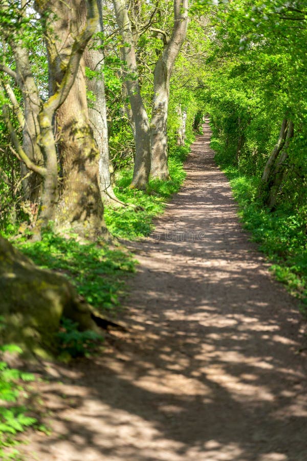 Tunnel of Green Trees, a Path in the Distance Stock Image - Image of ...