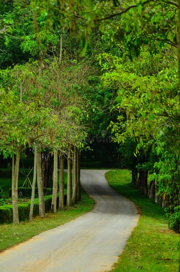 Tunnel-like Avenue of Trees, Tree Lined Footpath through Park in Spring ...