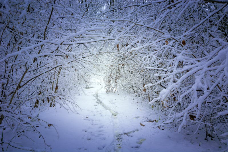 Tunnel Path in Dense Forest, View on a Winter Day Stock Photo - Image ...
