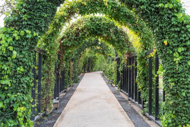 Tunnel Path Tree Green Shady Stock Photo - Image of scenery, path ...