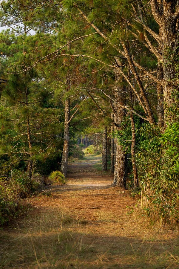 Dry Forest Pathway Nature Background Stock Photo - Image of environment ...