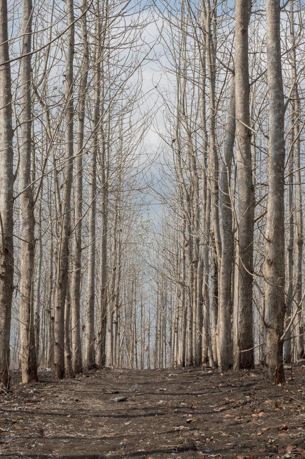 A Tunnel of Teak Trees that Molt Stock Photo - Image of fall, balt ...
