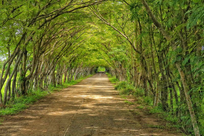 Tunnel tree stock photo. Image of season, forest, trevel - 58920444