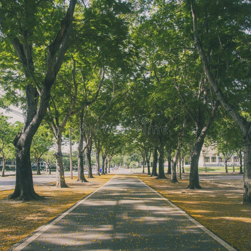 Tunnel tree row stock image. Image of nature, outdoor - 111480187